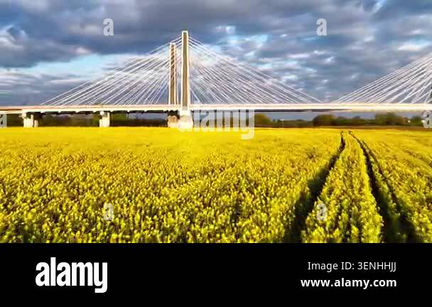 Aerial view of modern cable-stayed bridge spanning vibrant yellow ...