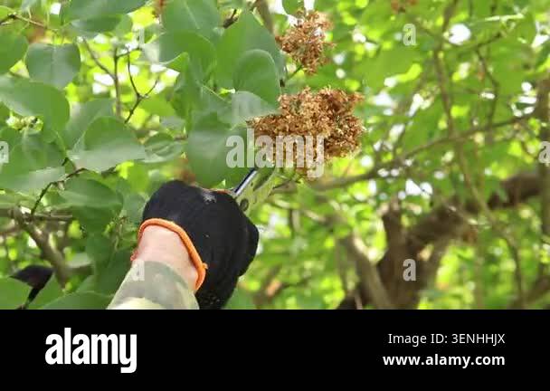 Gardener in protective gloves cuts off faded lilac flowers with pruners ...