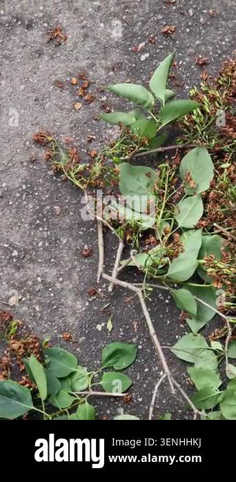 Withered brown lilac flowers on asphalt with blurred green background ...