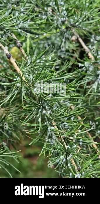 A branch of a larch tree affected by the larch hermes. The needles show ...