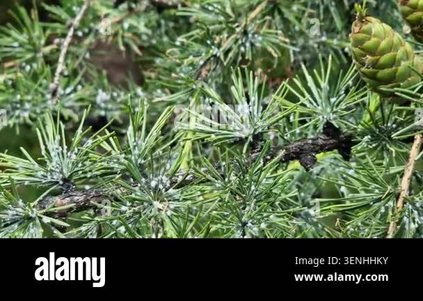 A branch of a larch tree affected by the larch hermes. The needles show ...