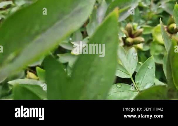 Peony seed pods after flowering. Green peony leaves with dew drops ...