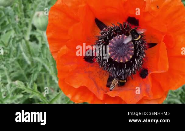 Close-up of a poppy flower with a bee on the stamens. Insects actively ...