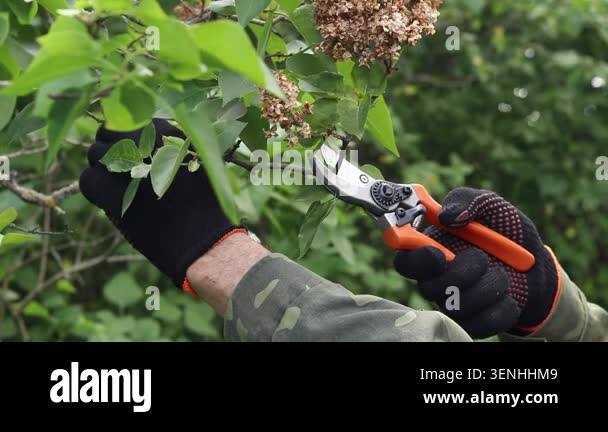 Gardener in black protective gloves cuts off faded lilac flowers with ...
