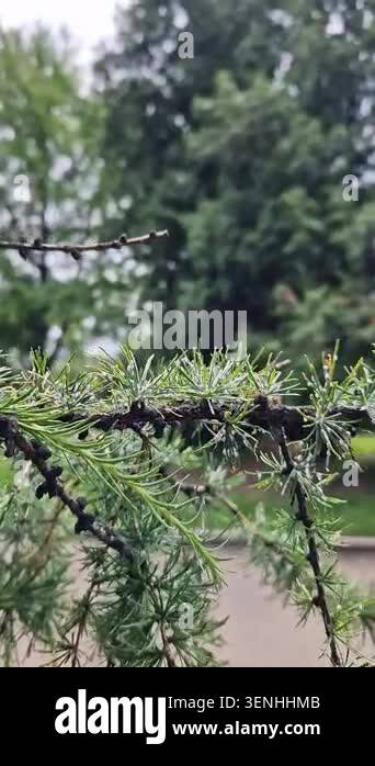 A branch of a larch tree affected by the larch hermes. The needles show ...