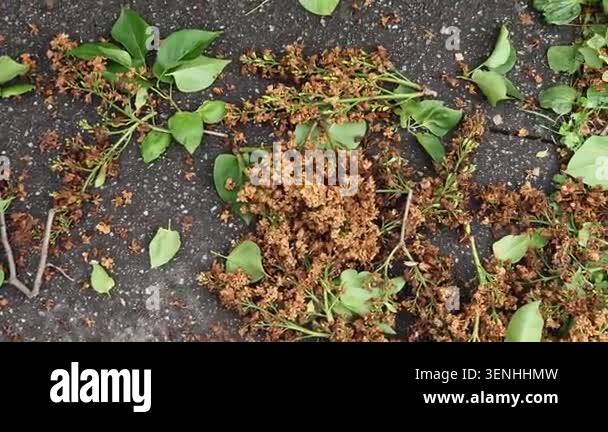 Withered brown lilac flowers on asphalt with blurred green background ...