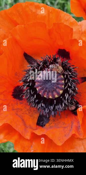 Close-up of a poppy flower with a bee on the stamens. Insects actively ...