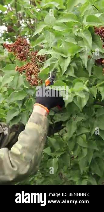 Gardener in black protective gloves cuts off faded lilac flowers with ...
