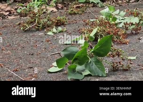 Withered brown lilac flowers on asphalt with blurred green background ...