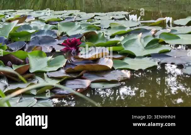 Dark burgundy water lily in a garden pond. Picturesque view of a ...