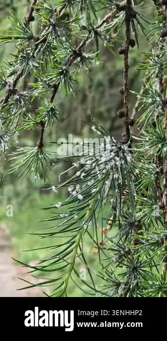 A branch of a larch tree affected by the larch hermes. The needles show ...