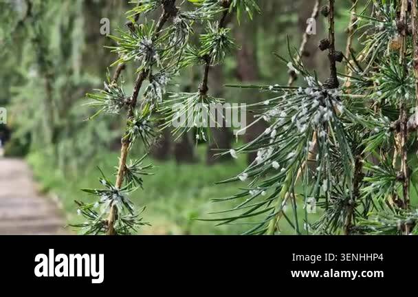 A branch of a larch tree affected by the larch hermes. The needles show ...