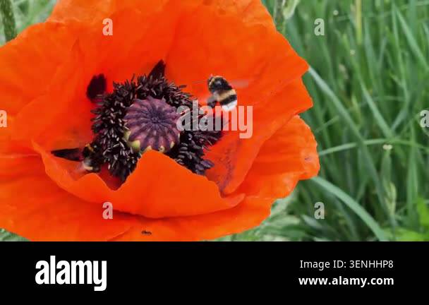 Close-up of a poppy flower with a bee on the stamens. Insects actively ...