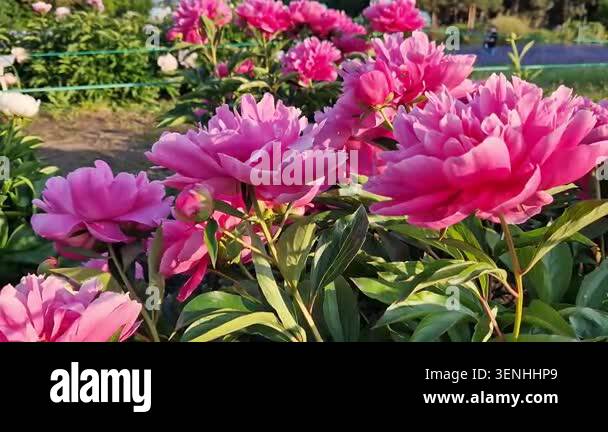 Lush field of pink peonies in the rays of the evening sun. Blooming ...
