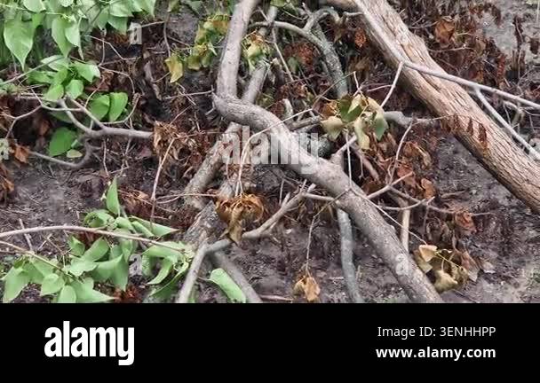Withered brown lilac flowers on asphalt with blurred green background ...