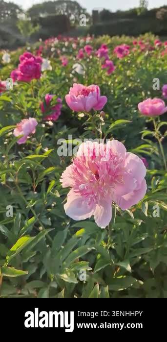 Lush field of pink peonies in the rays of the evening sun. Blooming ...