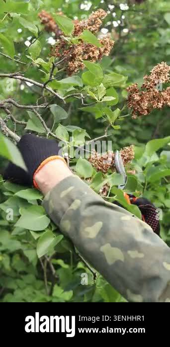 Gardener in protective gloves cuts off faded lilac flowers with pruners ...