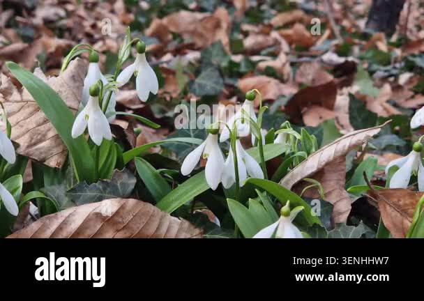 Delicate white snowdrops bloom in the spring forest among dry leaves ...