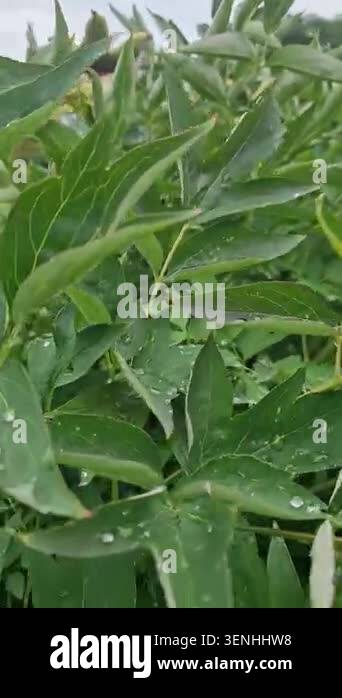 Peony seed pods after flowering. Green peony leaves with dew drops ...