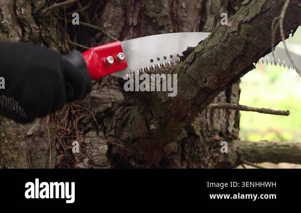 Professional pruner with a curved blade and a hook. Close-up of hands ...