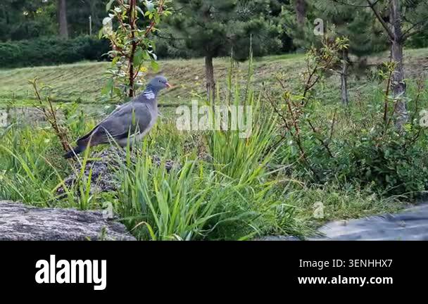 Wild wood pigeon in its natural habitat. Wood pigeon bird among tall ...