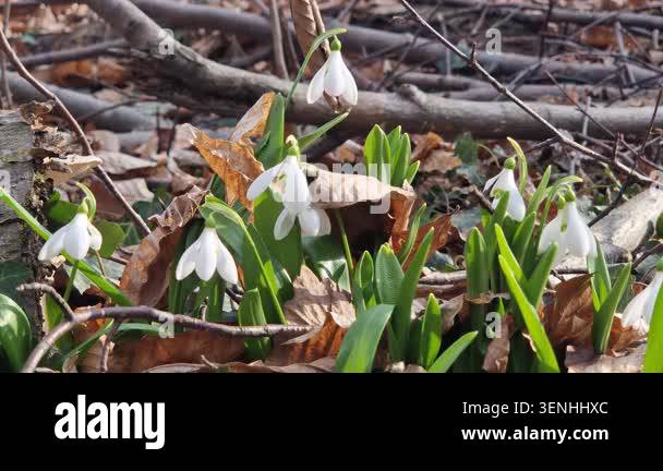 Delicate white snowdrops bloom in the spring forest among dry leaves ...