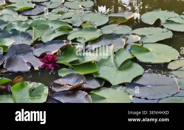 Dark burgundy water lily in a garden pond. Picturesque view of a ...