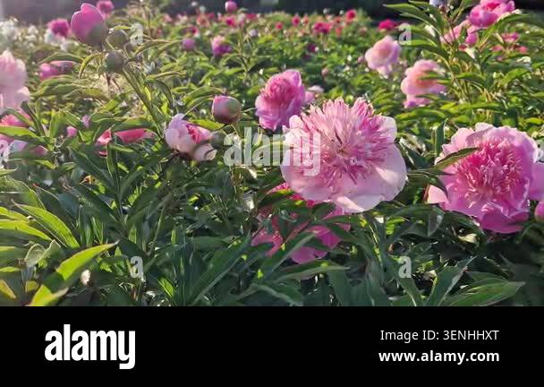 Lush field of pink peonies in the rays of the evening sun. Blooming ...