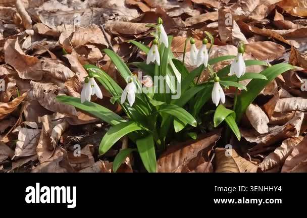 Delicate white snowdrops bloom in the spring forest among dry leaves ...