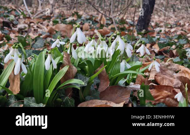 Delicate white snowdrops bloom in the spring forest among dry leaves ...
