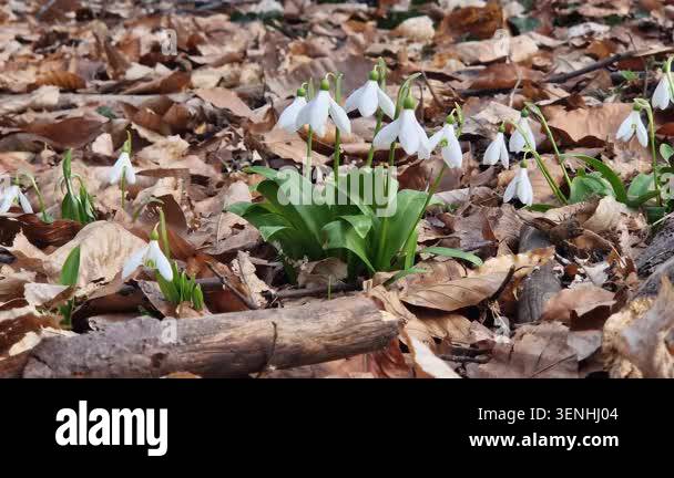 Delicate white snowdrops bloom in the spring forest among dry leaves ...