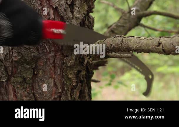 Professional pruner with a curved blade and a hook. Close-up of hands ...