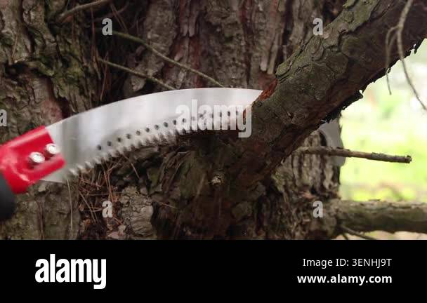 Professional pruner with a curved blade and a hook. Close-up of hands ...