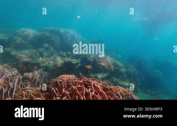 Tropical coral reef with hard coral structures and tiny fish beneath ...