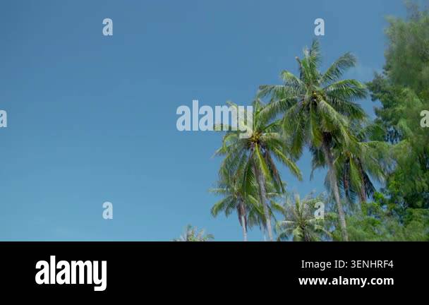 Tropical Coconut Palm Trees Against Clear Blue Sky on Sunny Day at Lush ...