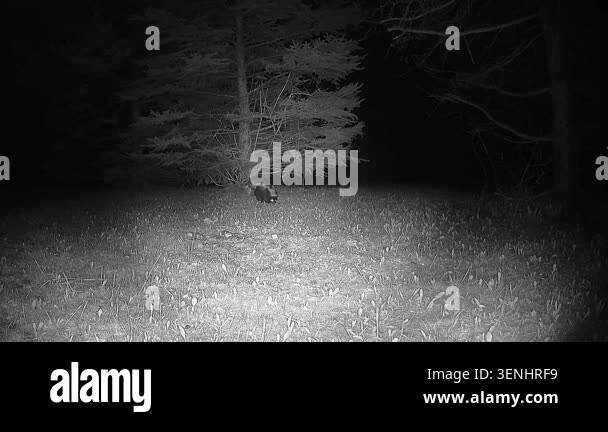 Close-range night vision footage of a striped skunk foraging on a lawn ...