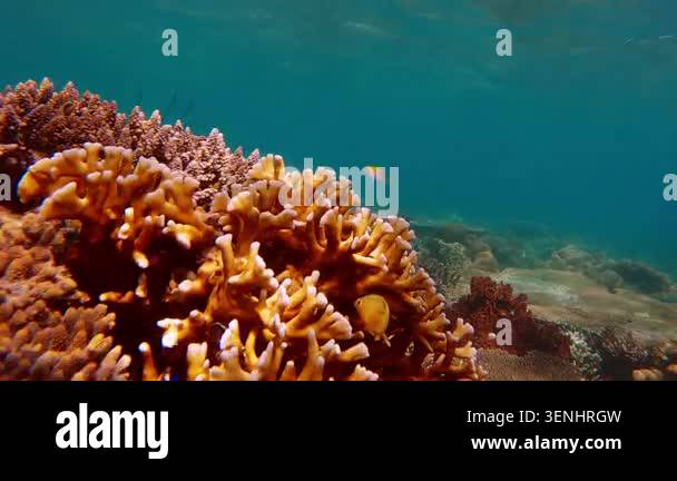 Vibrant Coral Reef with Yellow Reef Fish Swimming in Clear Tropical ...