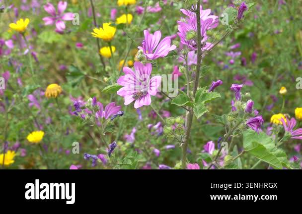 Exhausted bee covered in pollen falling from mallow flower purple ...