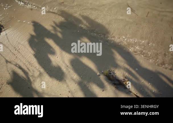 Soft Shadows of Tree Branches and Leaves Cast on Sandy Beach Shoreline ...