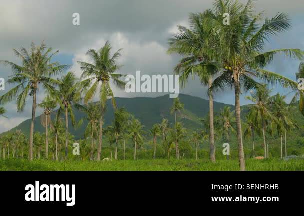 Tropical Coconut Palm Grove with Mountains Under Dramatic Cloudy Sky in ...