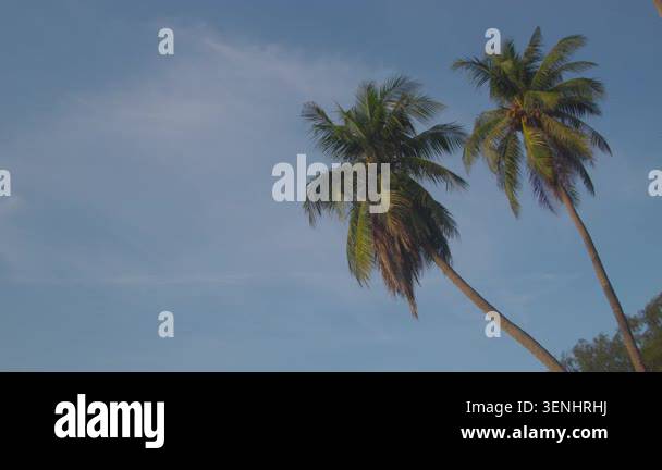 A Tall Coconut Palm Tree Swaying in the Wind Against a Cloudless Blue ...