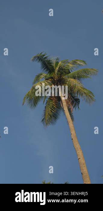 Beautiful Coconut Palm Tree with Clear Blue Sky and Gentle Wind ...