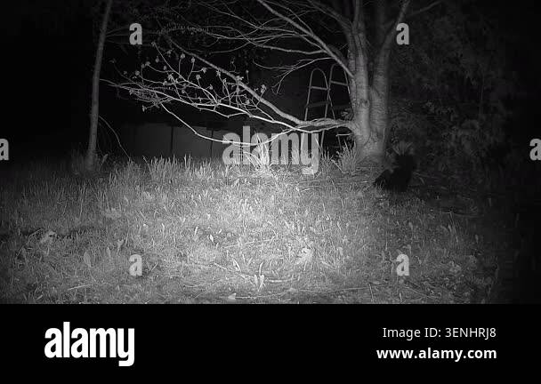 Infrared wildlife video of a striped skunk digging in grass ...