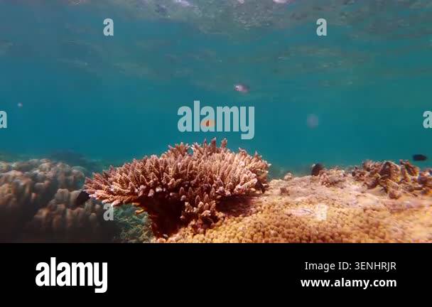 Tropical underwater coral reef scene with small colorful fish swimming ...
