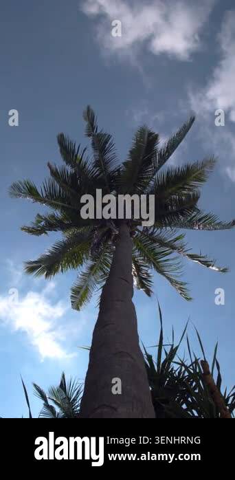 Low Angle View of a Tall Coconut Palm Tree Reaching Toward a Clear Blue ...