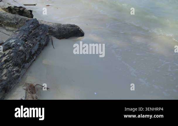 Weathered driftwood rests on white sand as gentle waves wash the shore ...