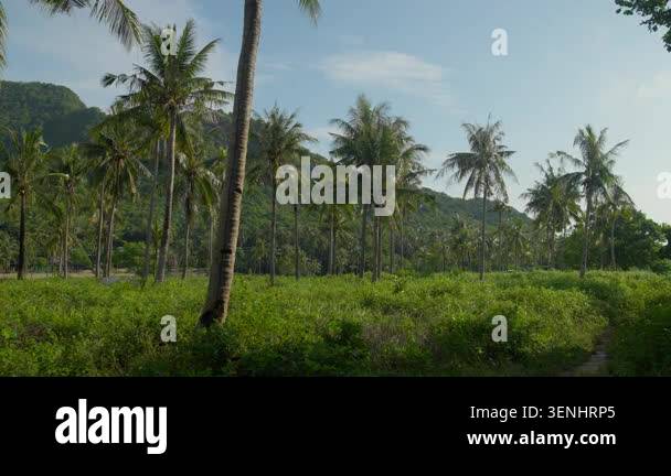 Green Coconut Palm Trees Swaying in the Ocean Breeze Under a Vibrant ...