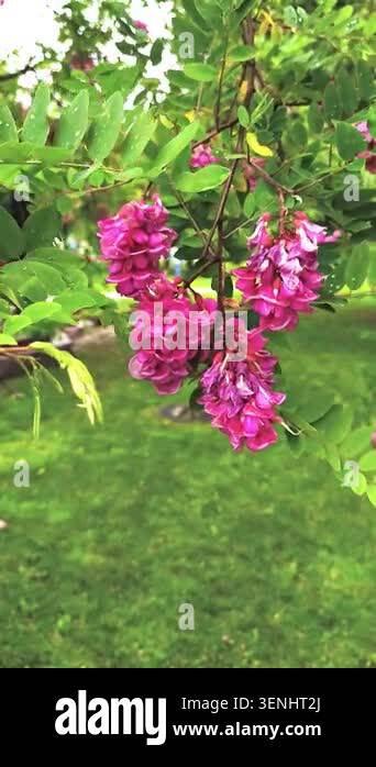 Beautiful pink flowers of the Acacia bristly-haired tree hanging from a ...