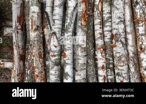 Birch tree trunks stacked closely together, showcasing the distinct ...