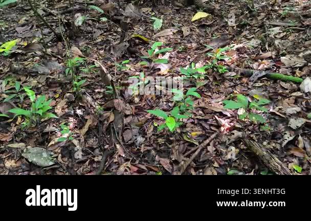 Dense rainforest of the island of Borneo Stock Video Footage - Alamy